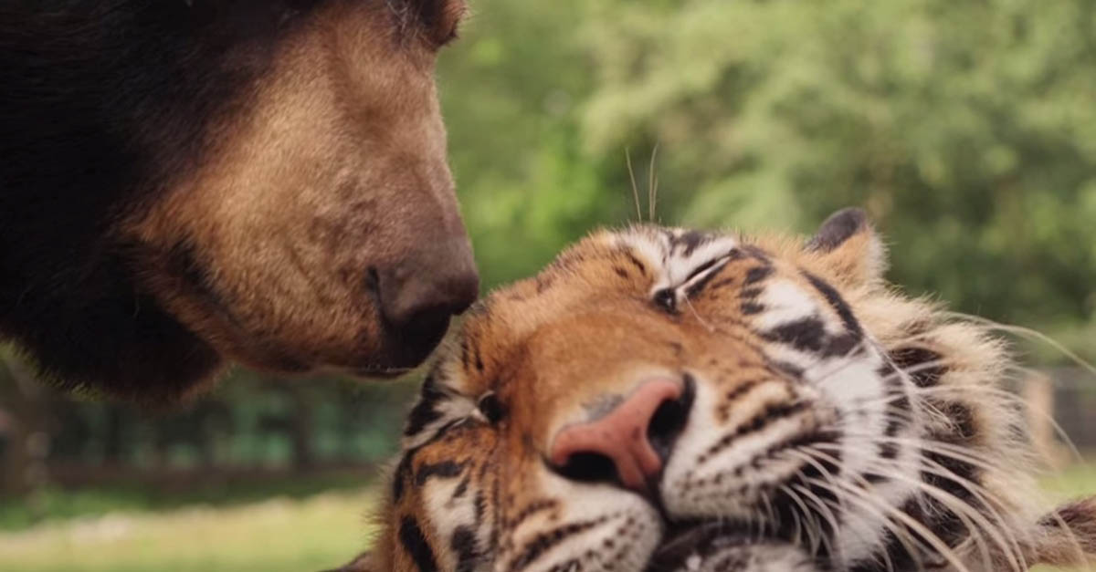 This Bear And Tiger Love To Snuggle. But Wait Until You See Who Their ...