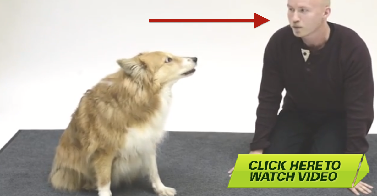 You'll Never Believe What This Man Can Do - And How These Dogs React ...