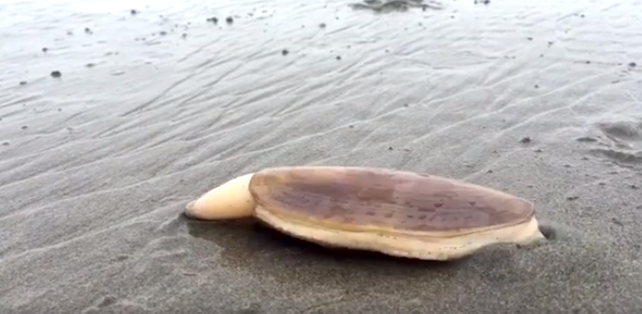 Clam Starts Moving And Burying Itself In The Sand | LittleThings.com