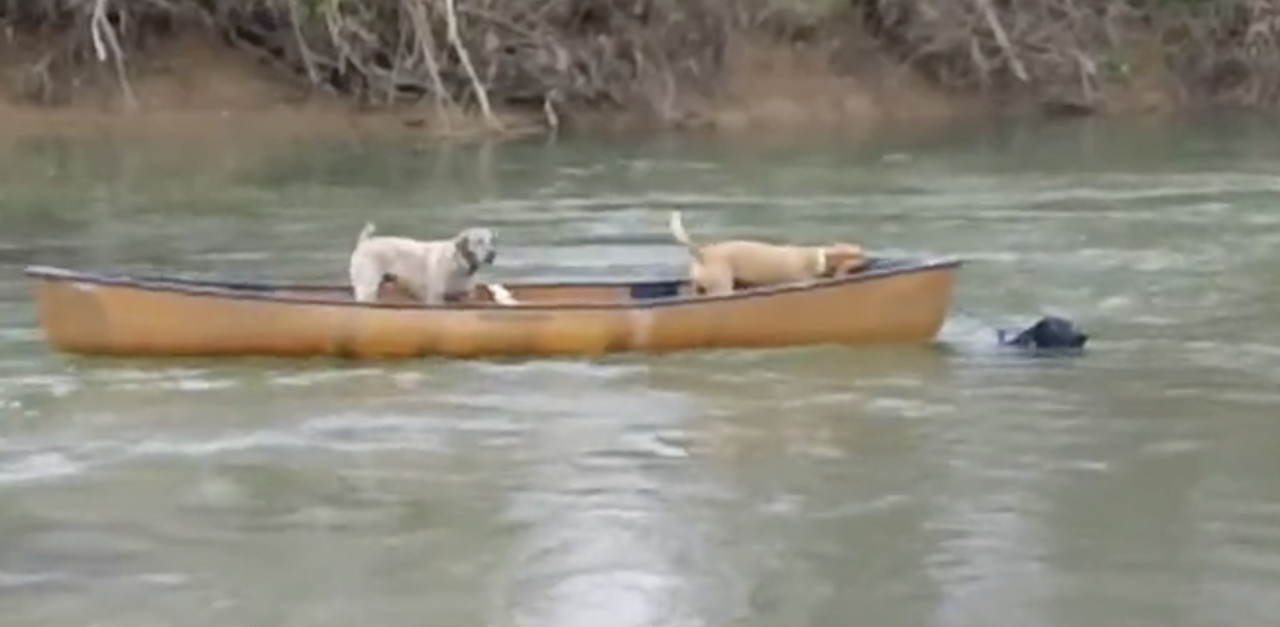 2 Stranded Dogs Toss A Rope Over The Canoe So Their Rescuer Can Pull ...