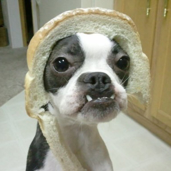 This Is Hilarious! You Have To See These 12 In-Bred Dogs. Last One Is ...