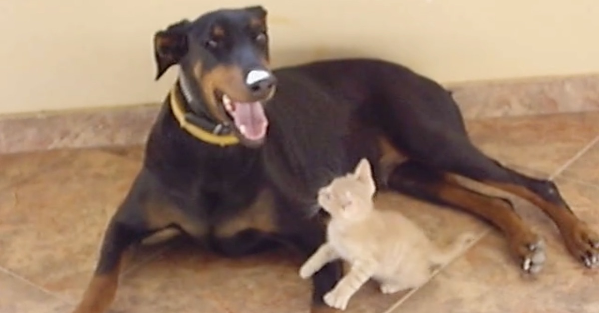 Are Doberman Pinschers Good With Cats