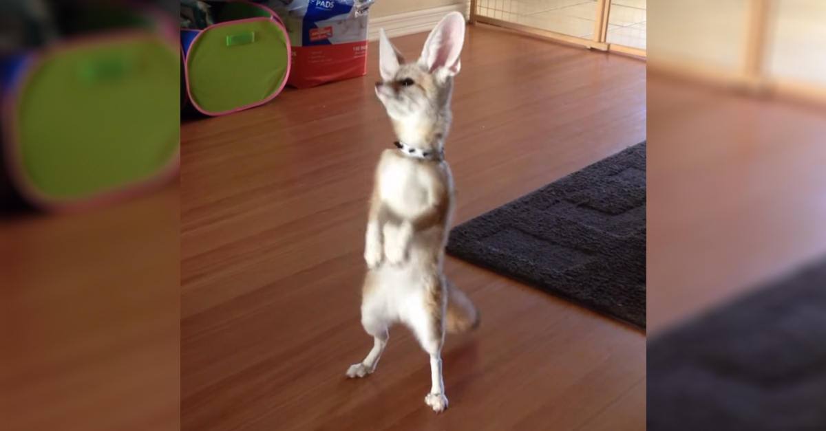 See The Tiny Fox Standing On Two Legs? When She Looks Up, I Can't Stop ...
