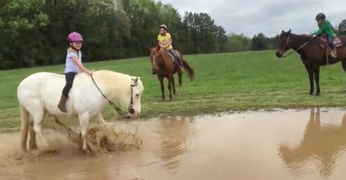 A Happy Pony Splashes In A Muddy Puddle, But Keep An Eye On His Front ...