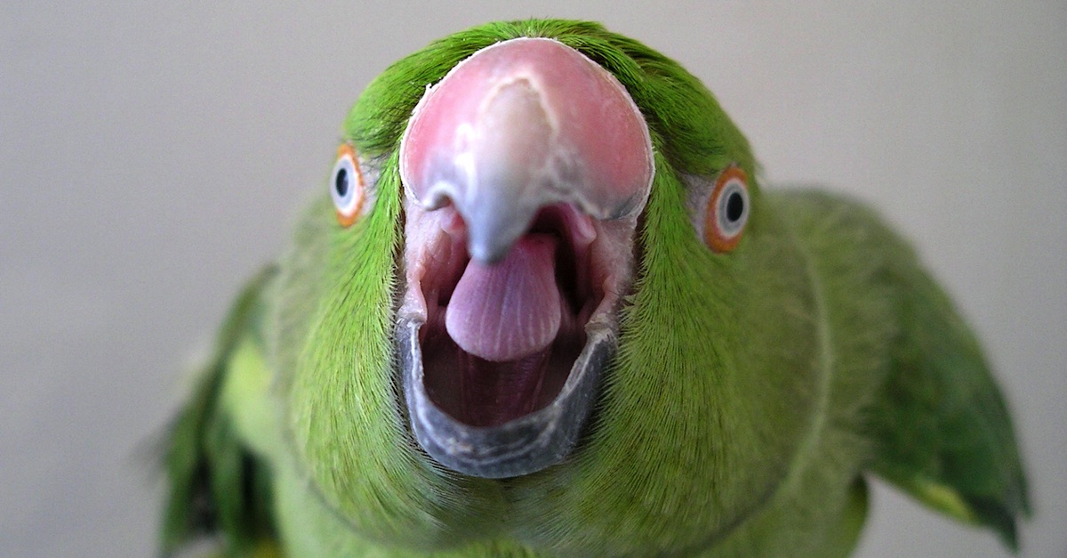 Just Wait Until This Parrot Opens His Mouth, What He Says Is Hilarious ...