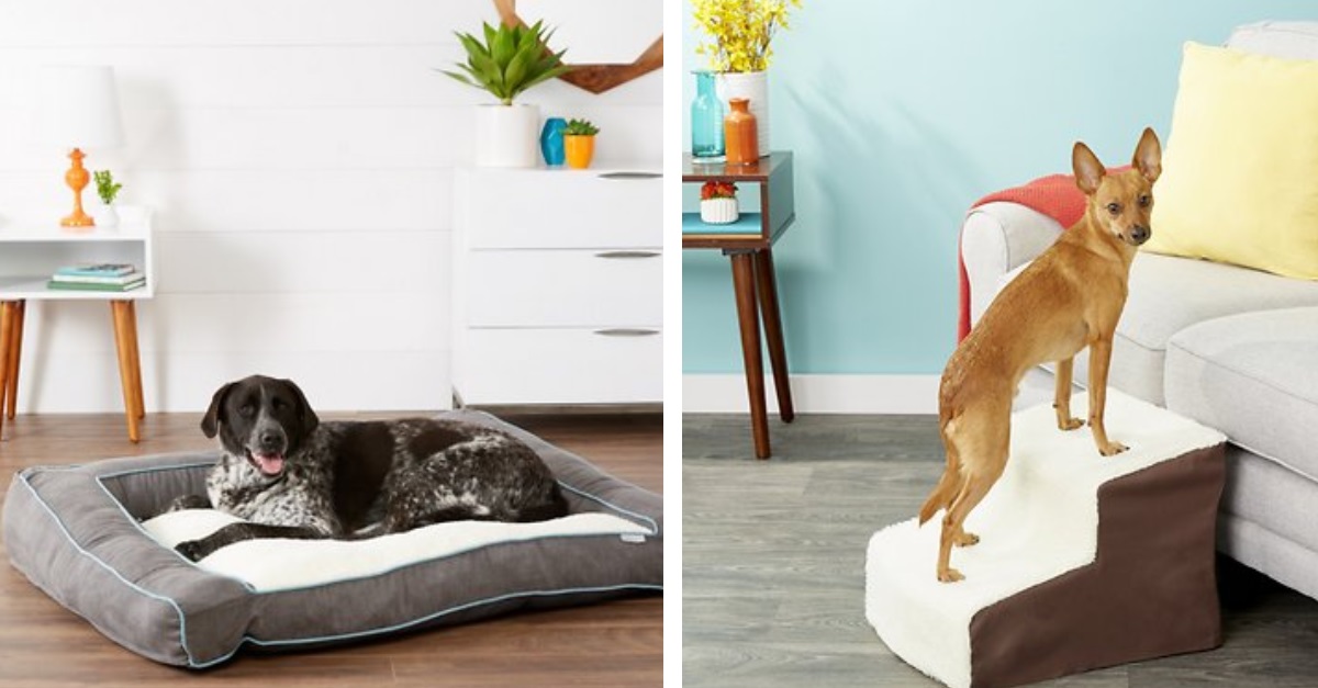 Chewy Is Offering Up To 50% Off These Great Pet Items | LittleThings.com