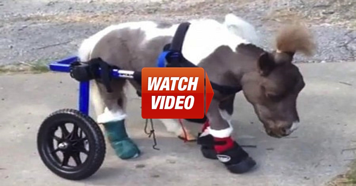 Watch This Adorable Disabled Horse Learn How To Walk Again! This Is SO ...