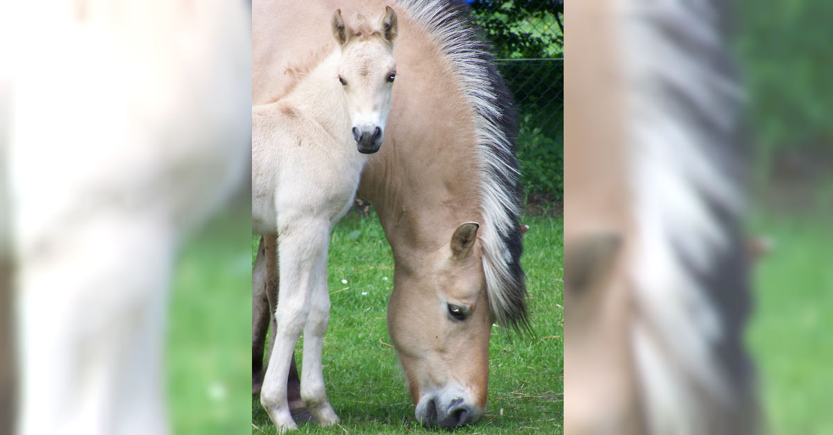 How To Speak Horse: 8 Horse Communication Tips | LittleThings.com