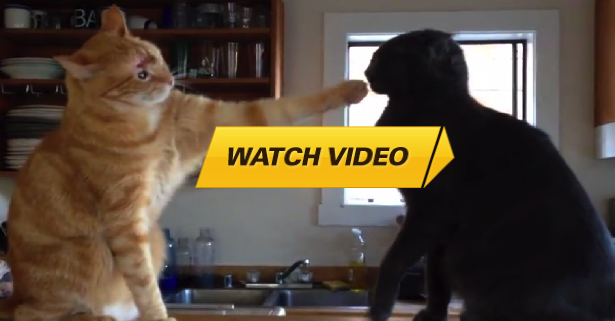 Hidden Camera Captures The Cutest Cat Fight Ever. | LittleThings.com