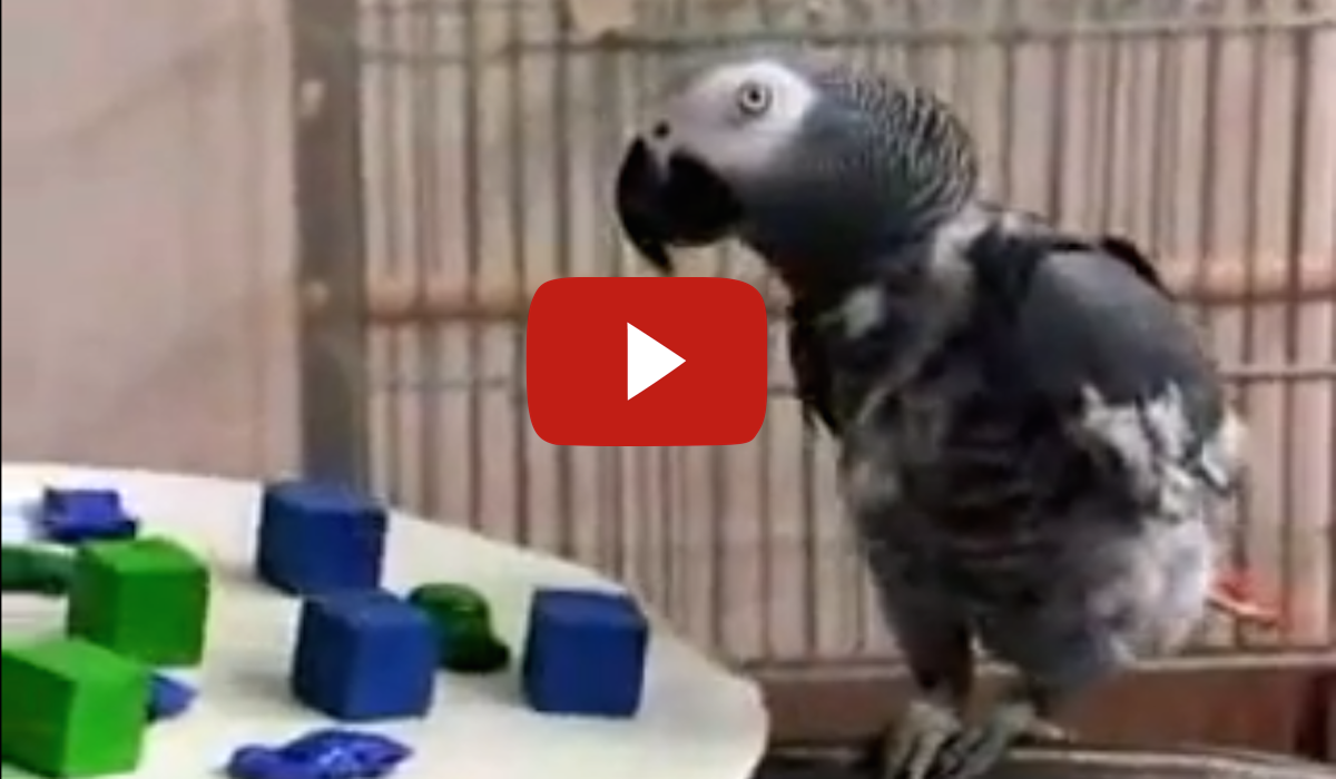 They Say He Was The Smartest Parrot Ever Studied, And I Completely ...