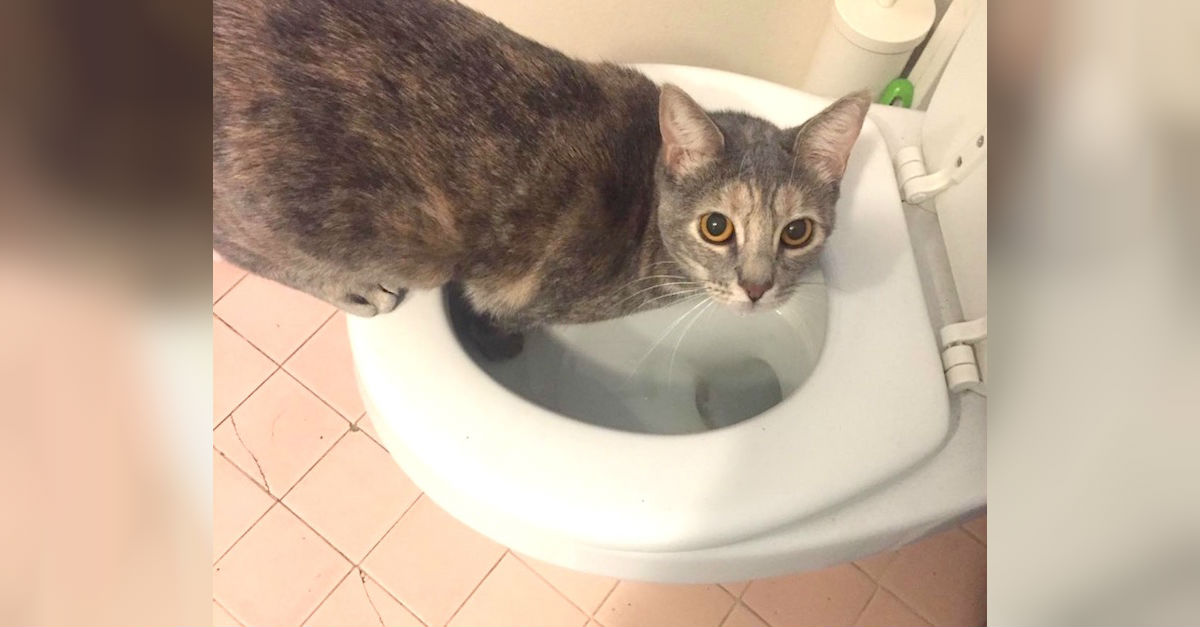 13 Guilty Cats Who Regret Absolutely Nothing | LittleThings.com