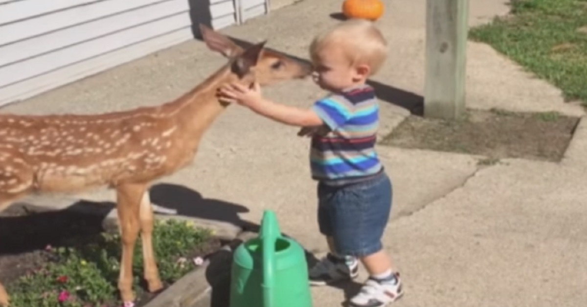 Little Boy And Baby Deer Share Heartwarming Moment When They Meet For ...
