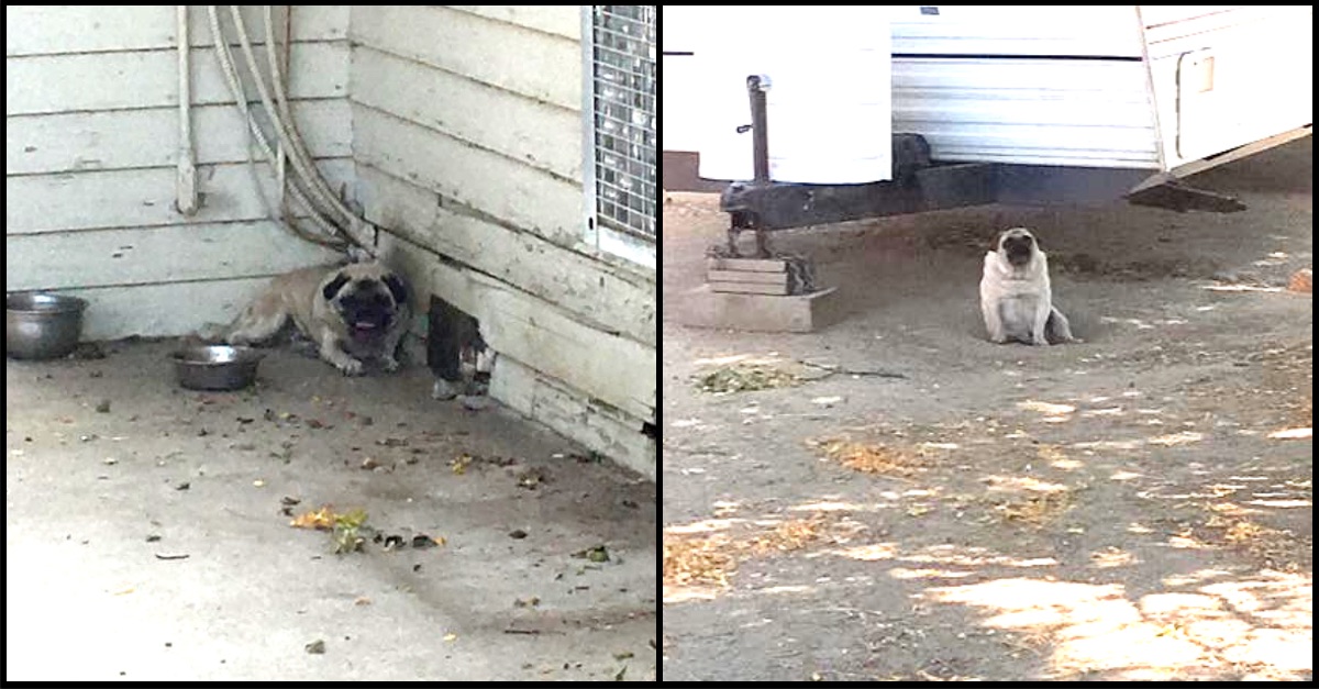 Woman Saves 2 Pugs Dying In 105-Degree Heat | LittleThings.com