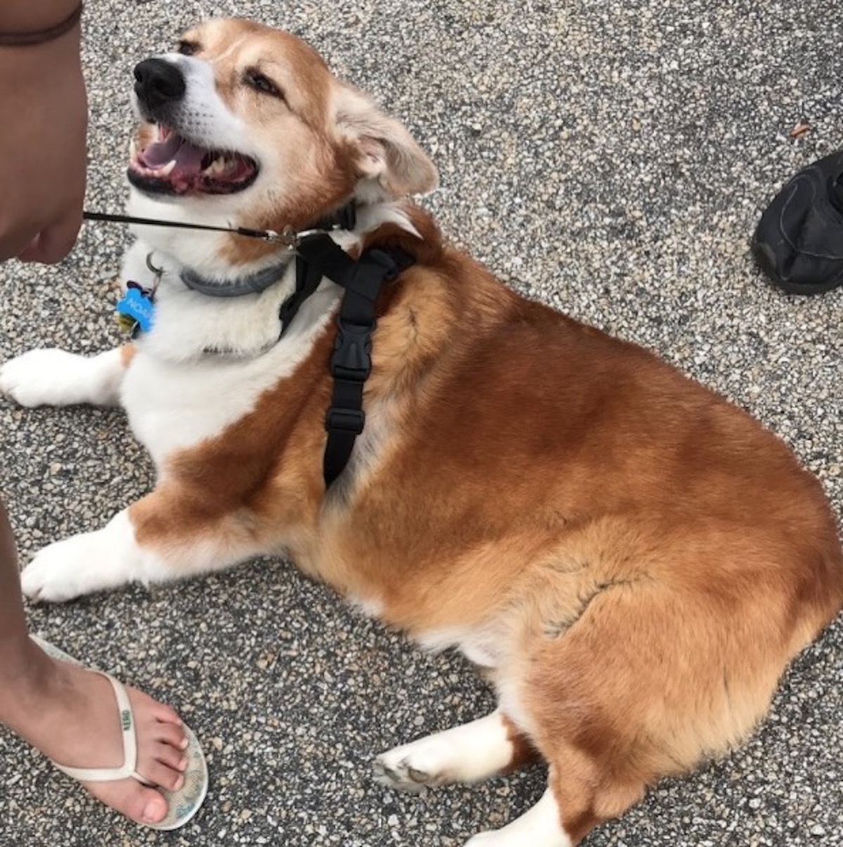 Meet Noah The Chubby Corgi | LittleThings.com