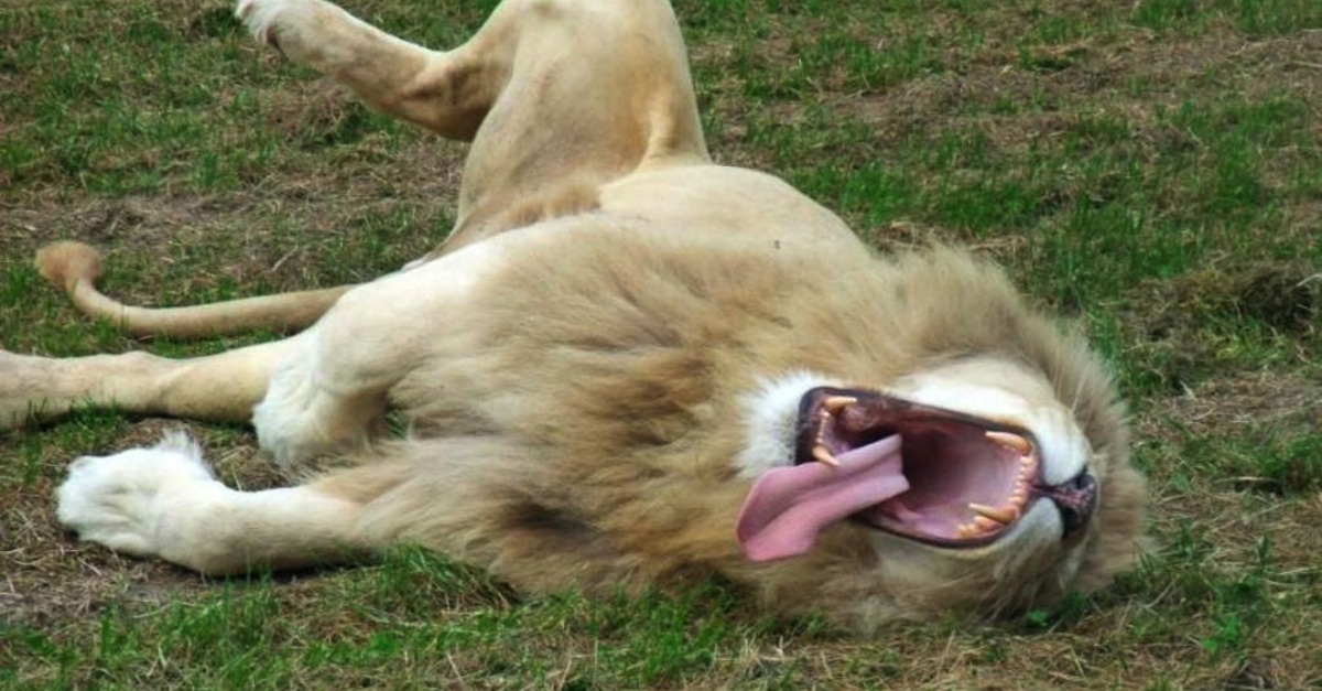 Yawning Animals