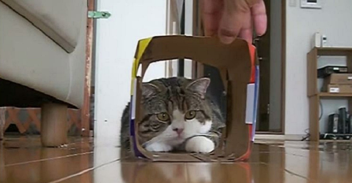 Cat Vs. Box Like You've *Never* Seen Before. HYSTERICAL! | LittleThings.com