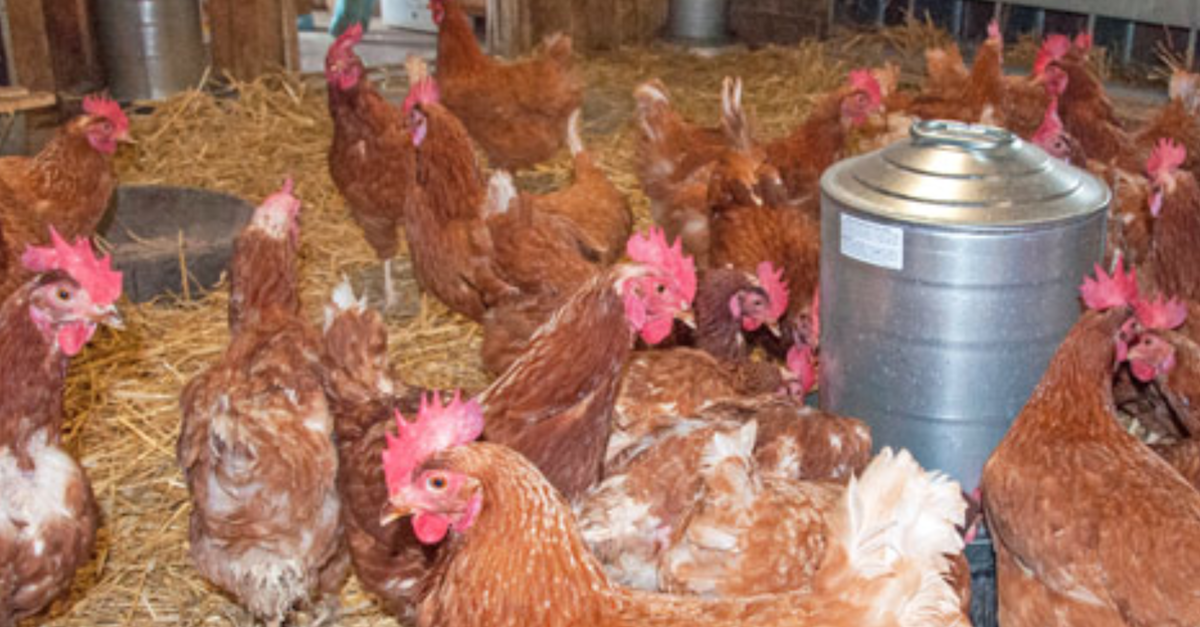 A Miracle Saved 3,000 Hens From Being Murdered. Here They Are Spreading ...