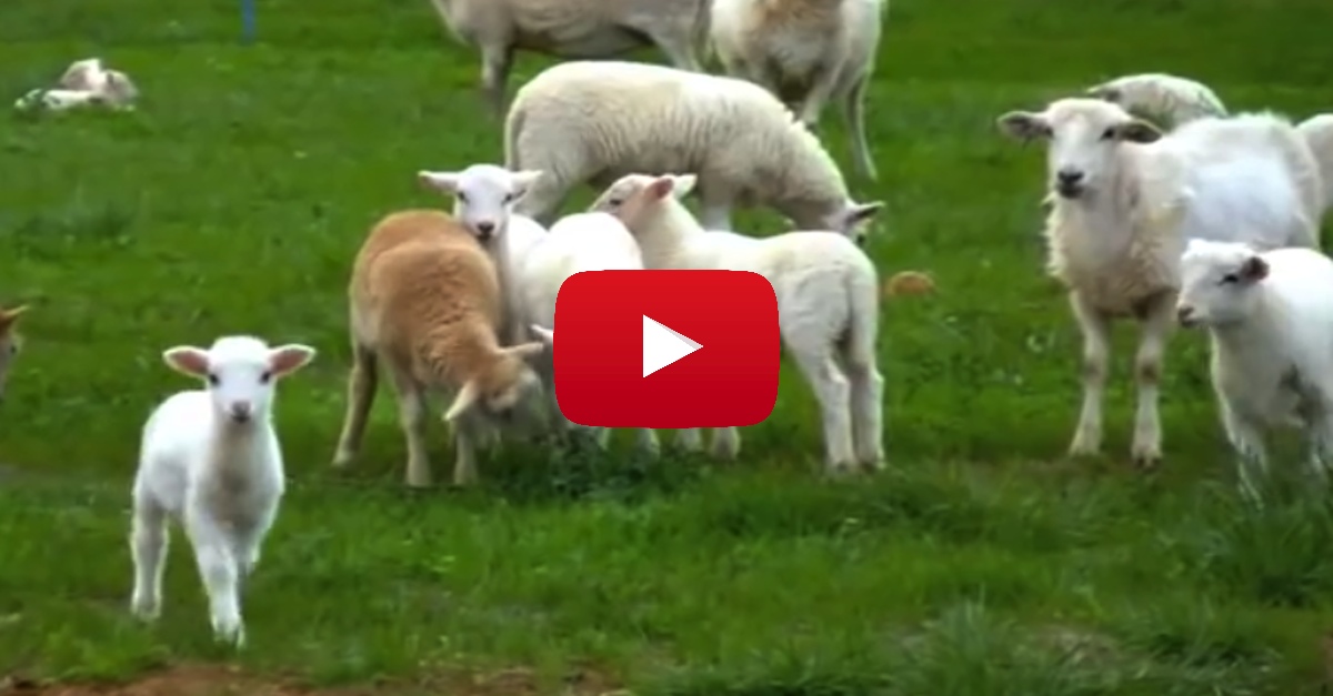 Happy Baby Lambs Hopping Everywhere!! I Can't Get Over How Cute They ...