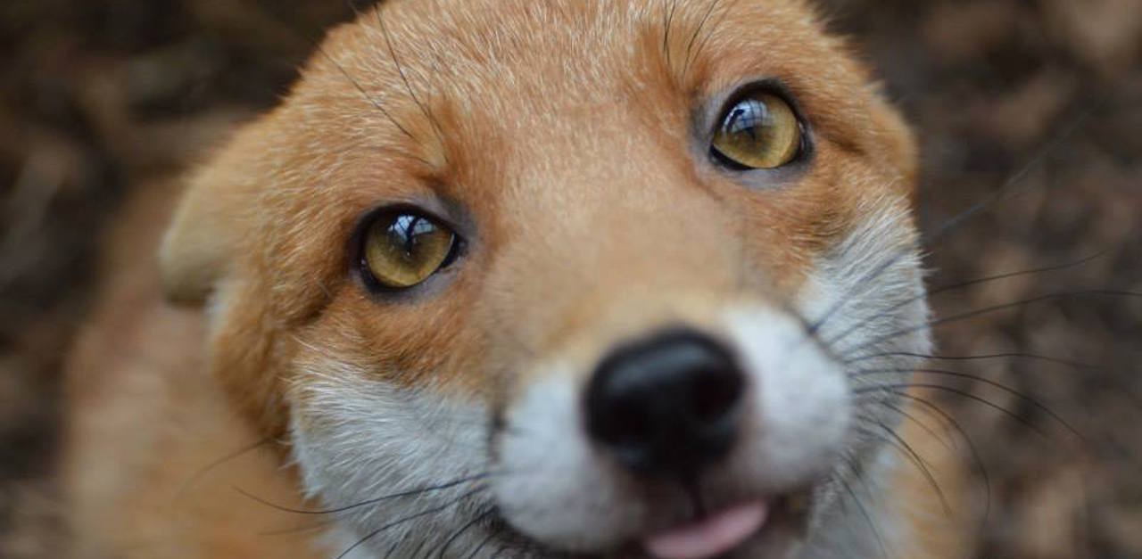 Tiny Red Fox Is Too Tame For The Wild, So She Moves In With Her ...