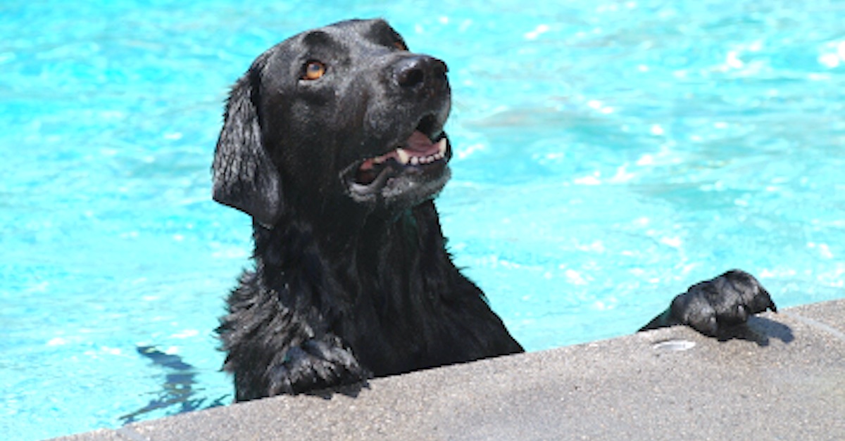Her Baby Is Drowning In The Pool. Watch What The Family Dog Does ...