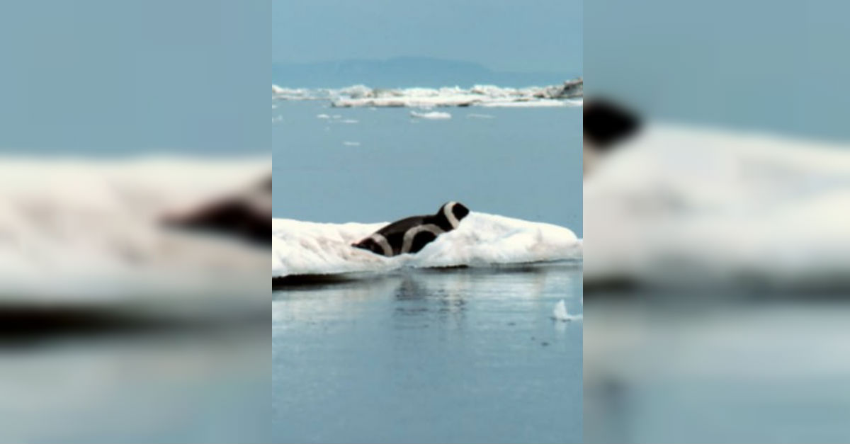Rare And Mysterious Striped Seal Is Caught On Camera For The First Time ...