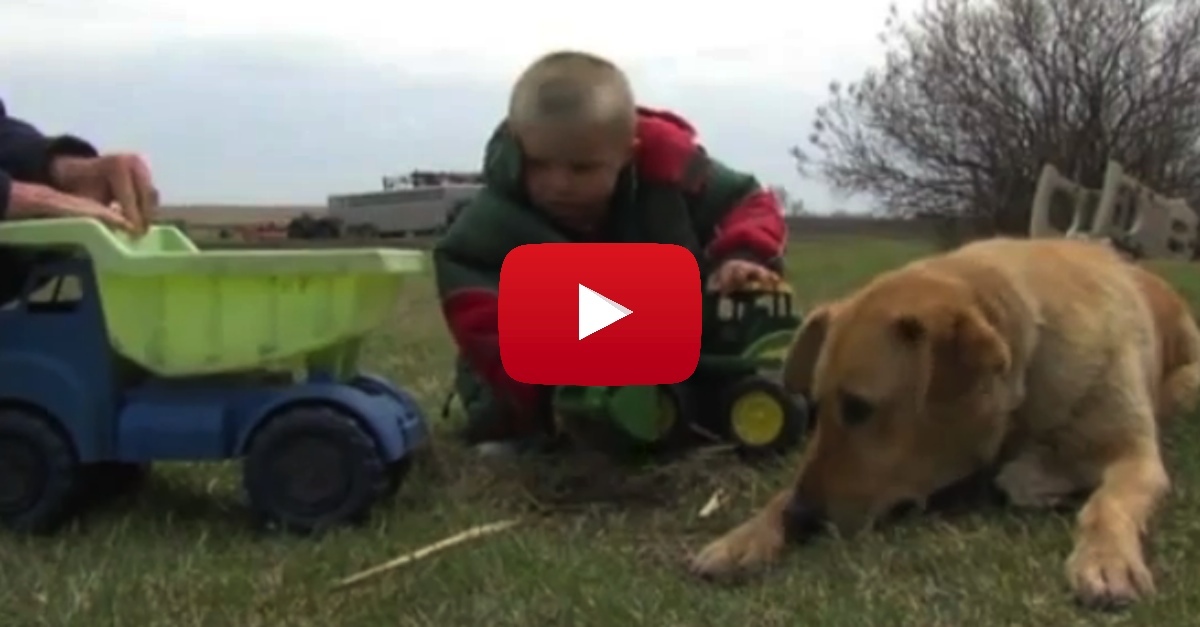 So Incredible! Family Dog Hailed A Hero After Finding And Rescuing ...