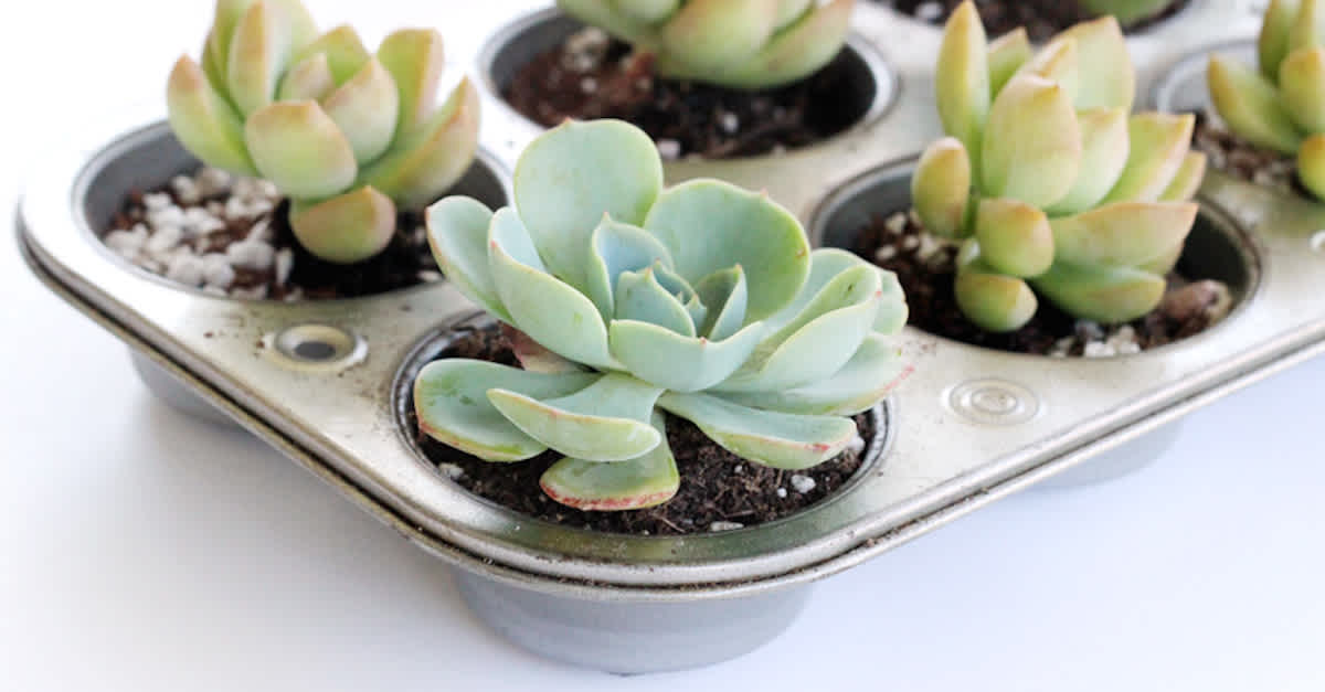 12 Unexpected Uses For Your Muffin Tin That Have Nothing To Do With 12-unexpected-uses-for-your-muffin-tin-that-have-nothing-to-do-with