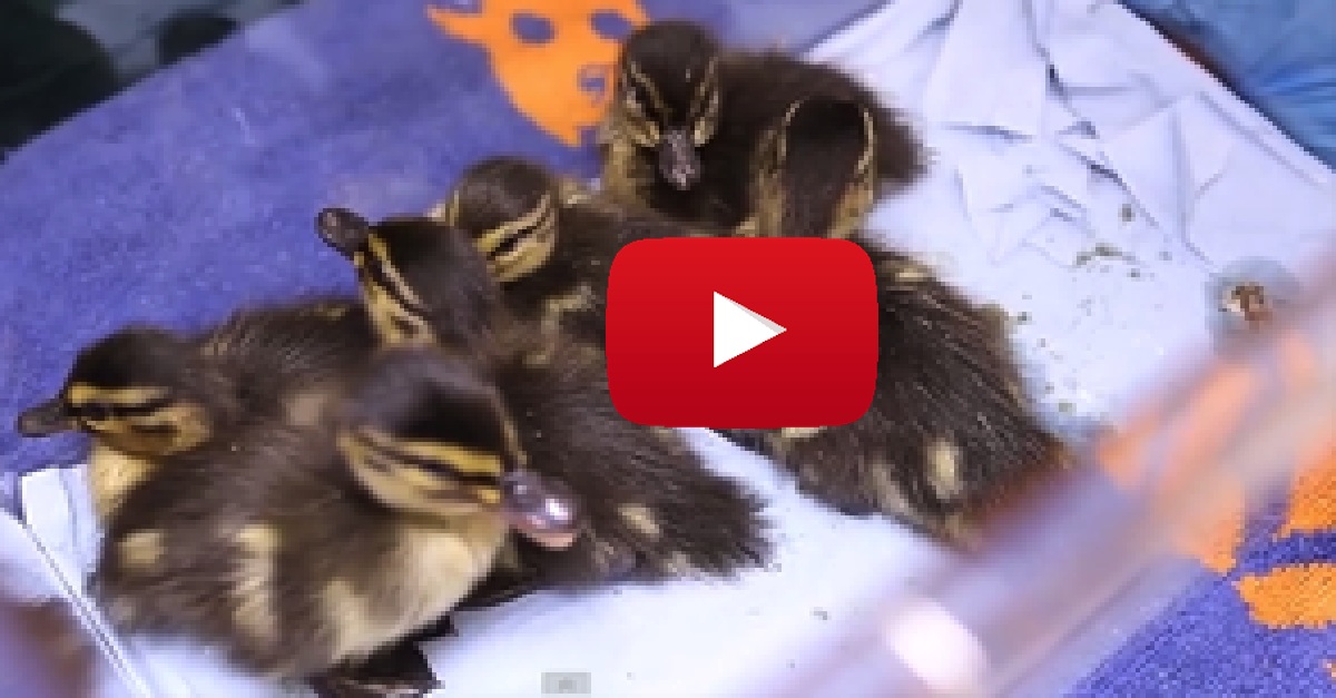 They Thought These Rescued Ducklings Lost Their Mother Forever - Then A ...