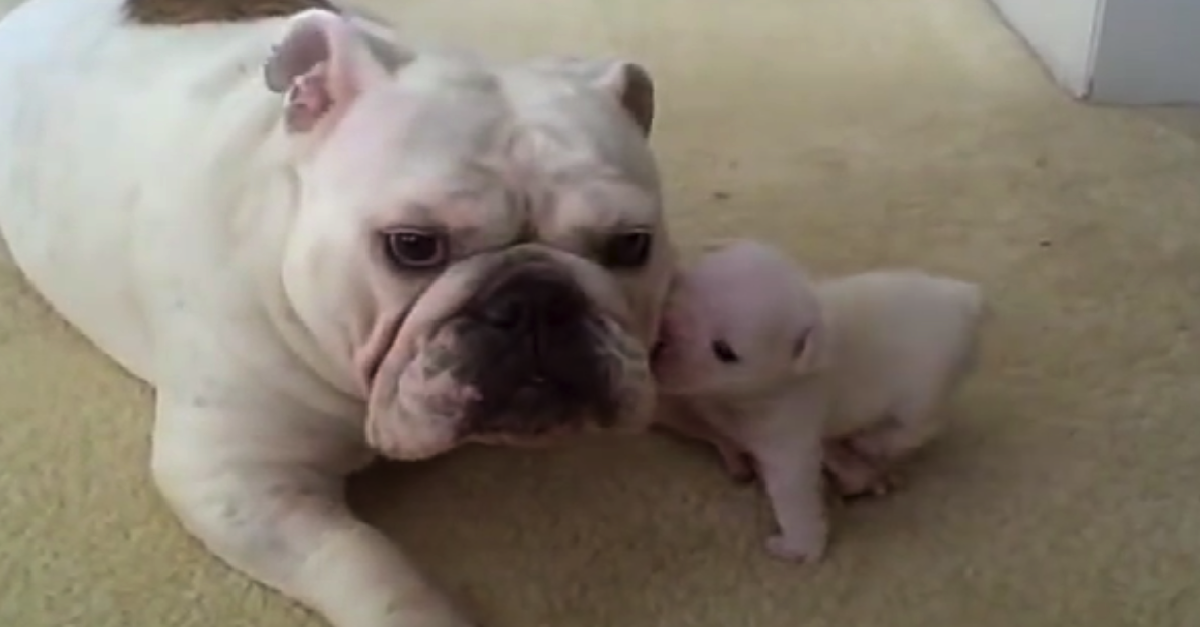 Stubborn Puppy Throws The Most ADORABLE Temper Tantrum! Hysterical ...