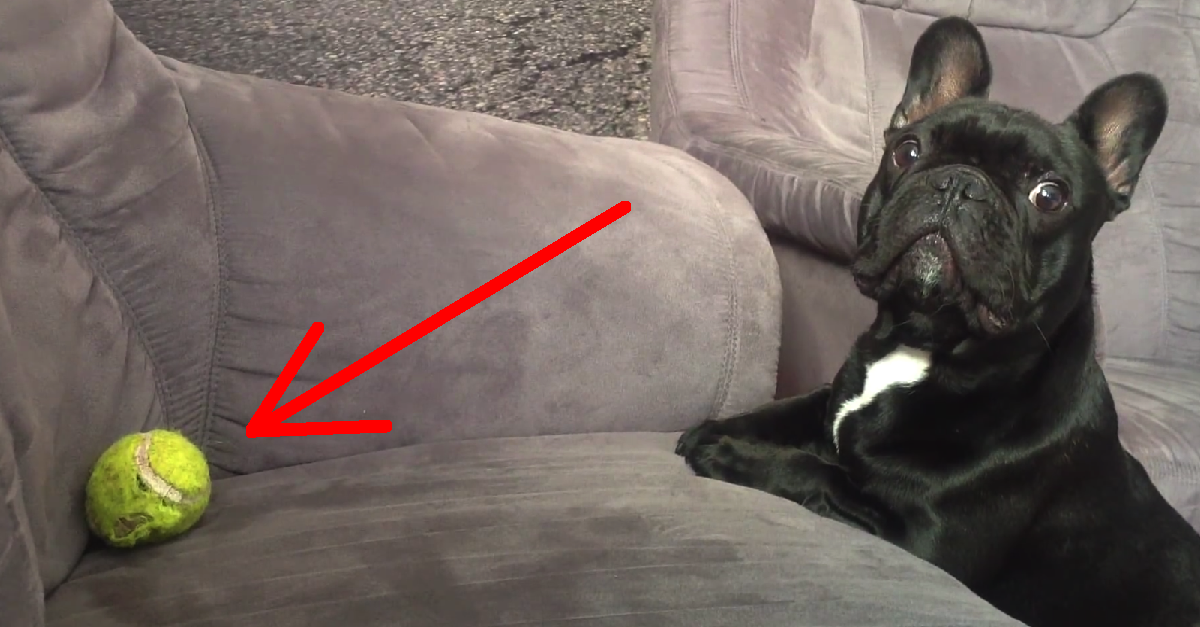 Frenchie Asks His Mommy For The Ball, This Is So Cute I Can't Stand It ...