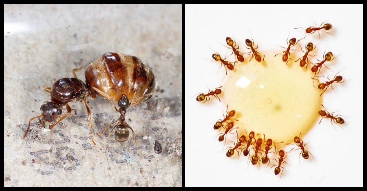 10 Amazing Facts About Ants | LittleThings.com