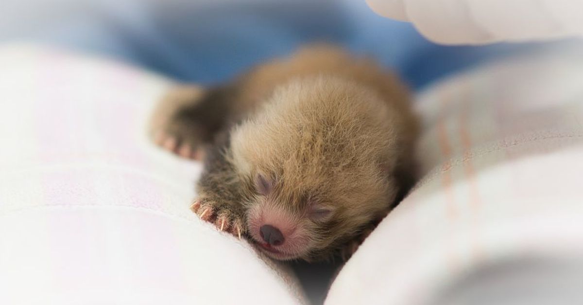 They Started Filming This Red Panda Cub. What They Caught On Camera ...