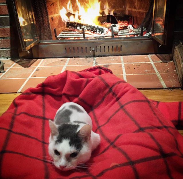 No One Wanted Blind Cat Dumped At Shelter Covered In Urine, Then 3,000 ...