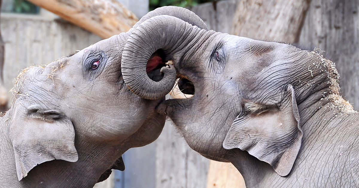 A Wild Elephant Falls In Love With A Captive One. What Happens Next ...