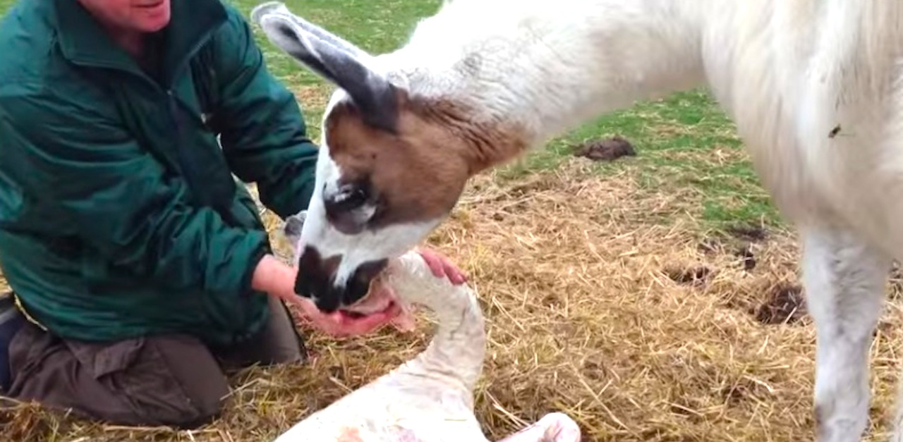 Footage Shows A Man Using His Bare Hands To Help A Llama In Need Give ...
