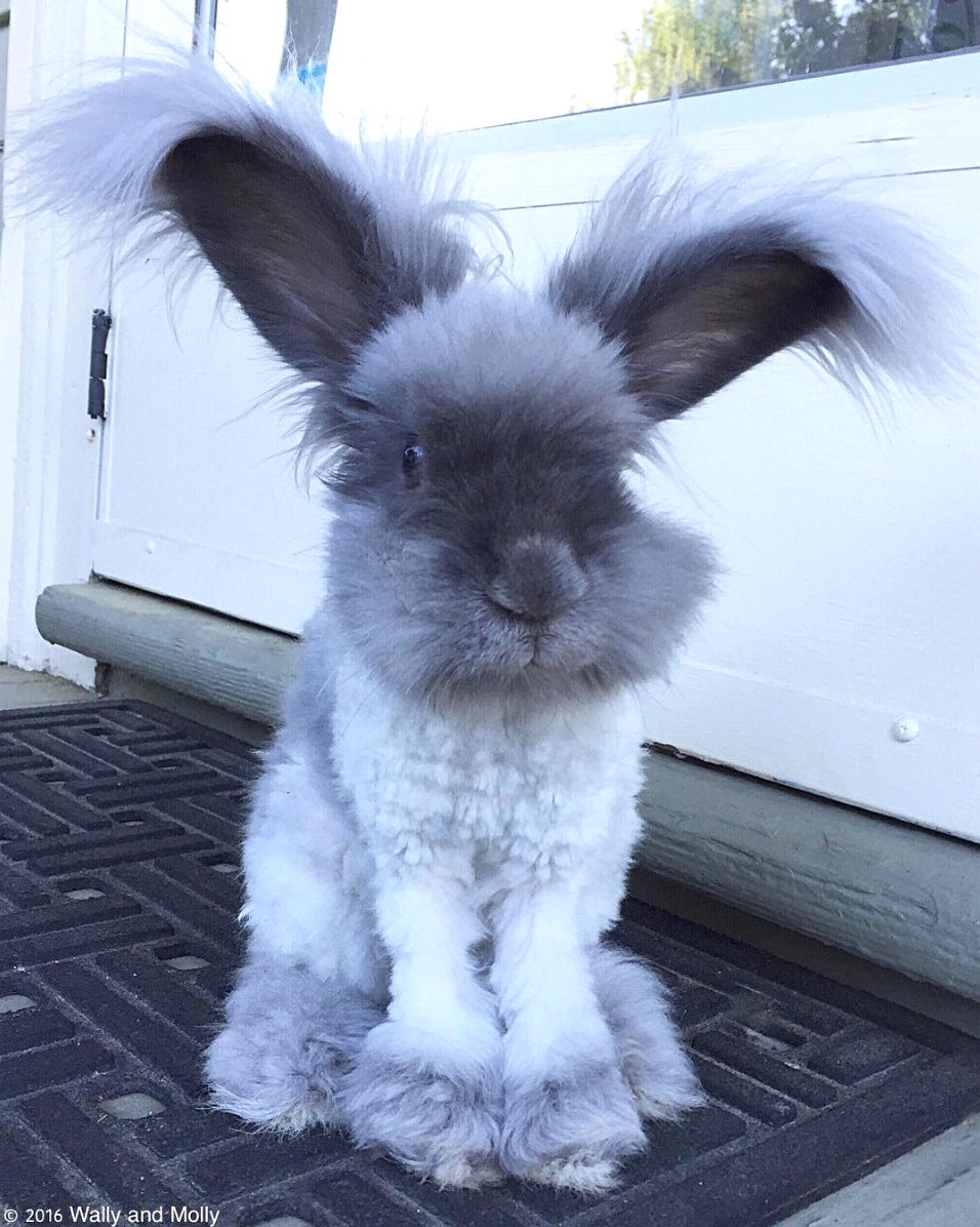 No One Wanted This Strange Bunny. Then Who Walks In The Door? BEAUTIFUL ...