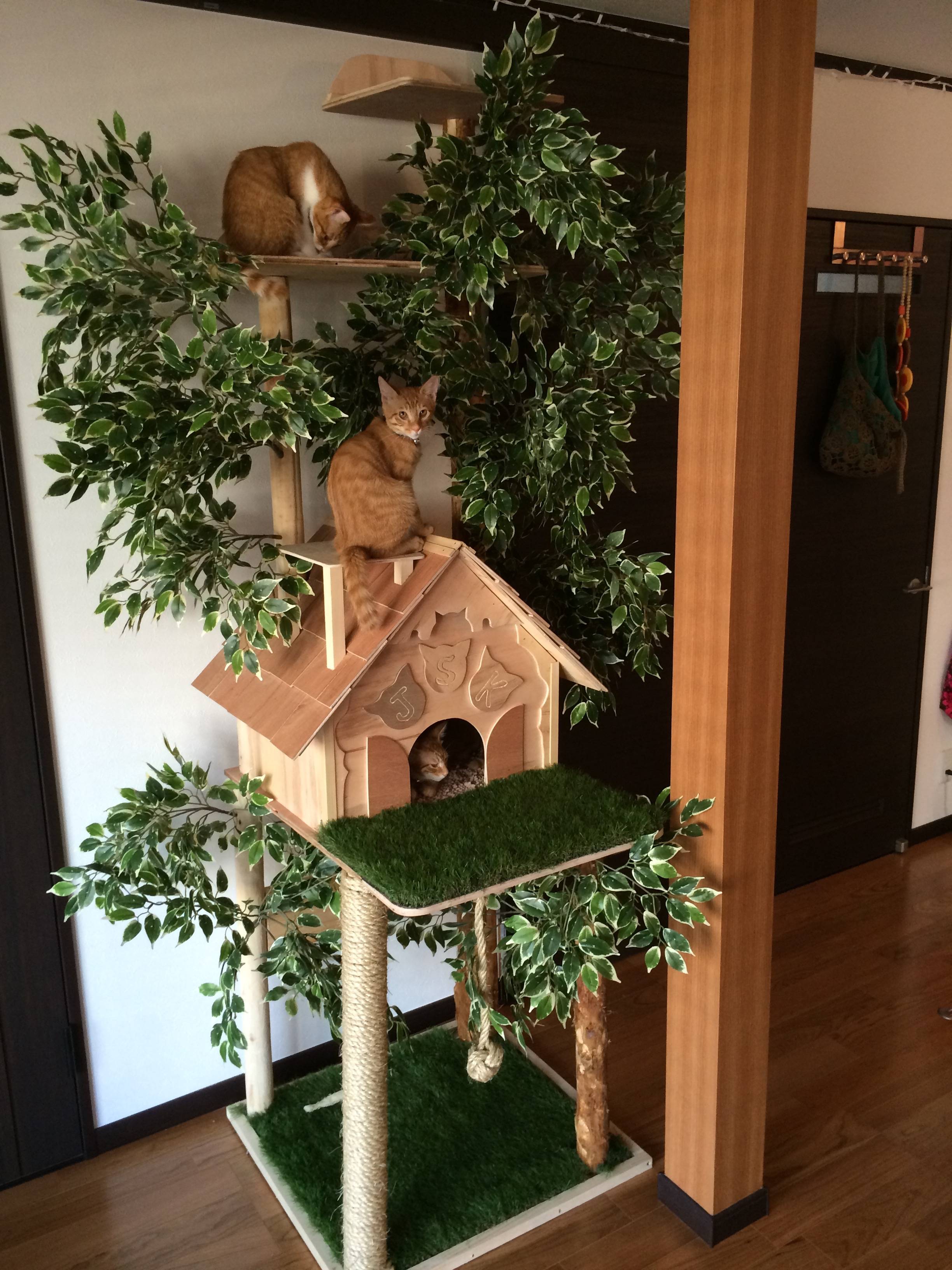 I Thought It Was A Normal Cat House — But When The Camera Zooms Out ...