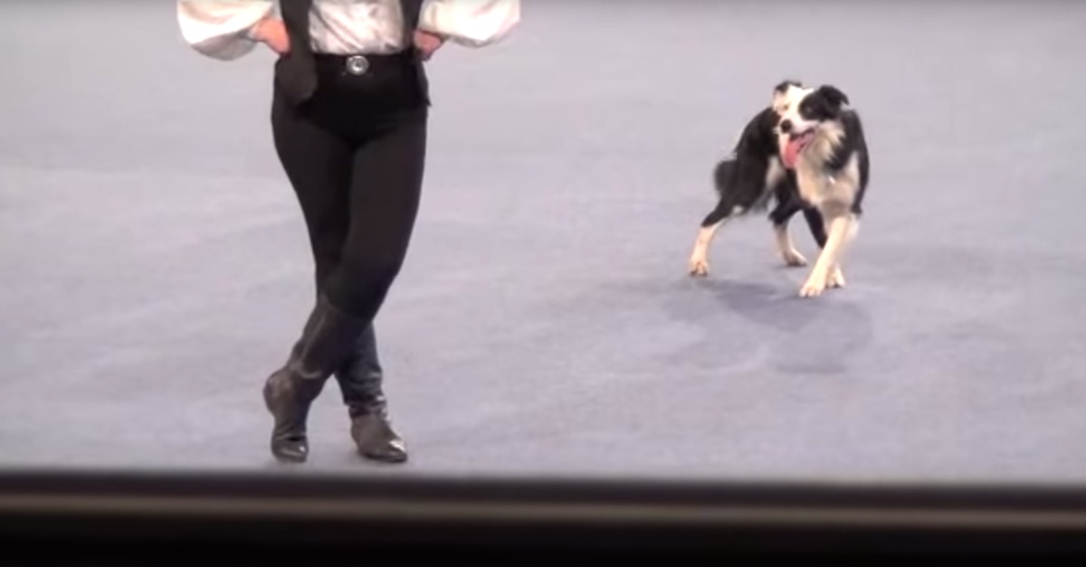 Highlights From The Legendary 2012 Dog Dancing Championship ...