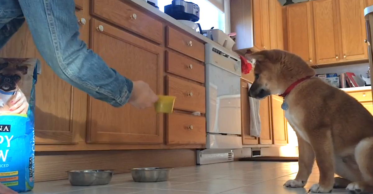 He Records His Puppy At Dinner Every Day For A Week. The Results Are ...