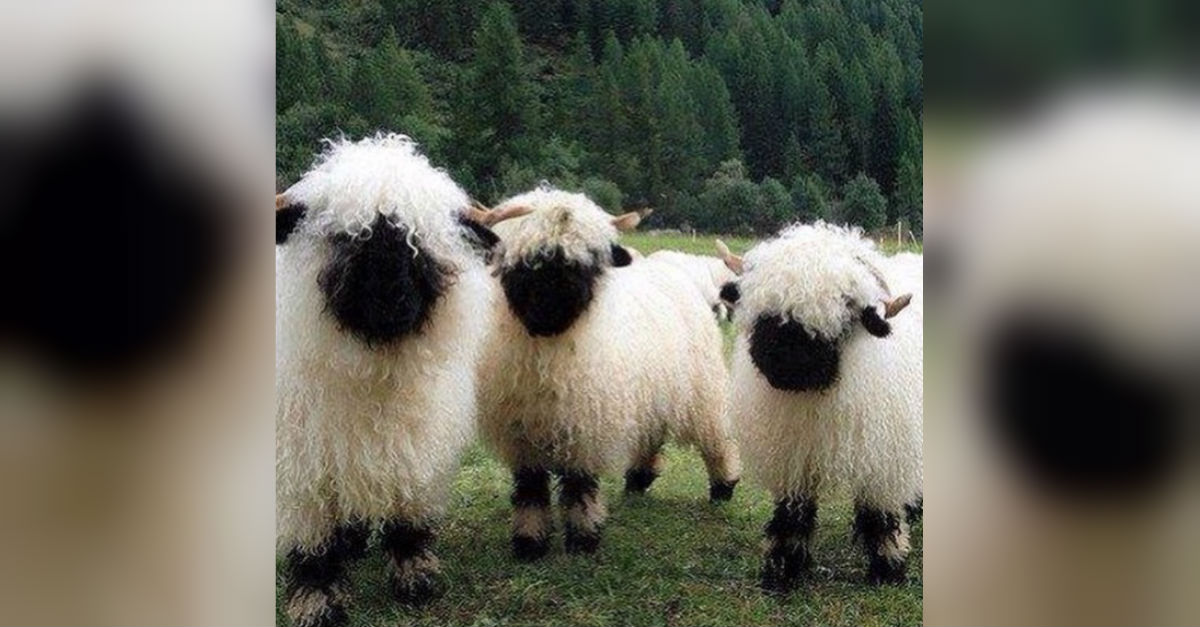 No One Can Agree On Whether These Strange Sheep Are Cute Or Spooky ...