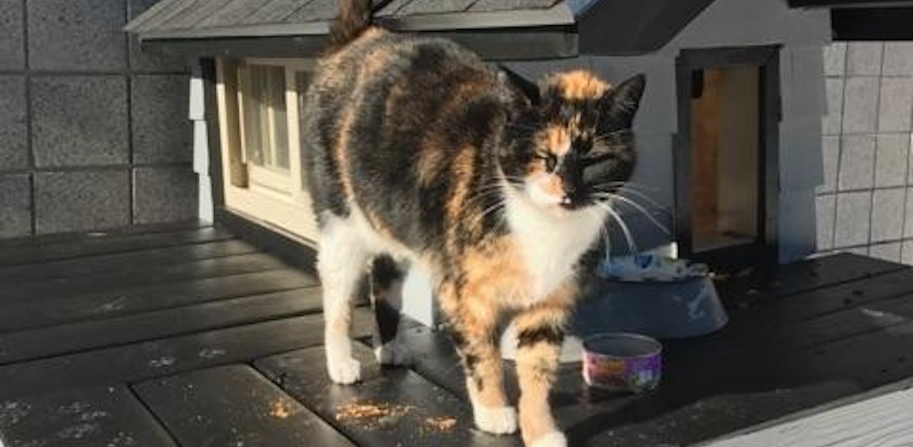 'Swat Cat' Gets New Home With Boston SWAT Unit | LittleThings.com