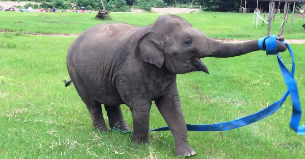 Keep Your Eye On This Baby Elephant's Blue Ribbon... At :53, I Couldn't ...