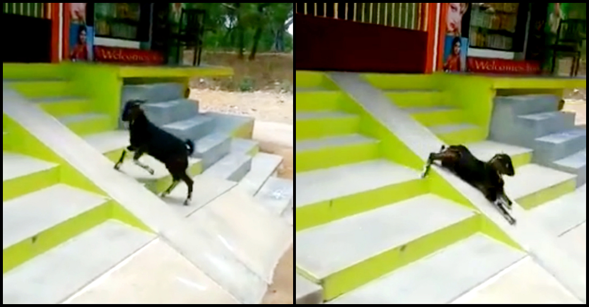 Baby Goat Can't Stop Sliding Down Ramp | LittleThings.com