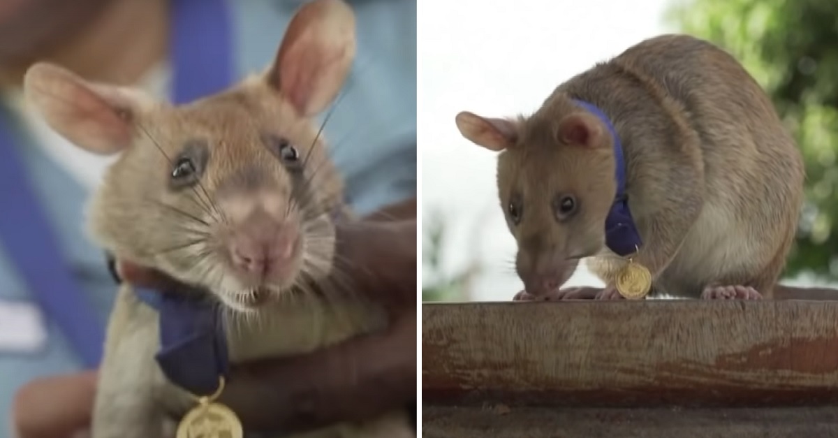 A Rat Named Magawa Is Being Honored For His Heroic Actions ...