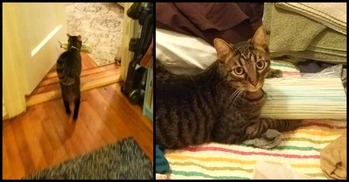 Owner Catches Cat Stealing And Hiding Kitchen Items | LittleThings.com