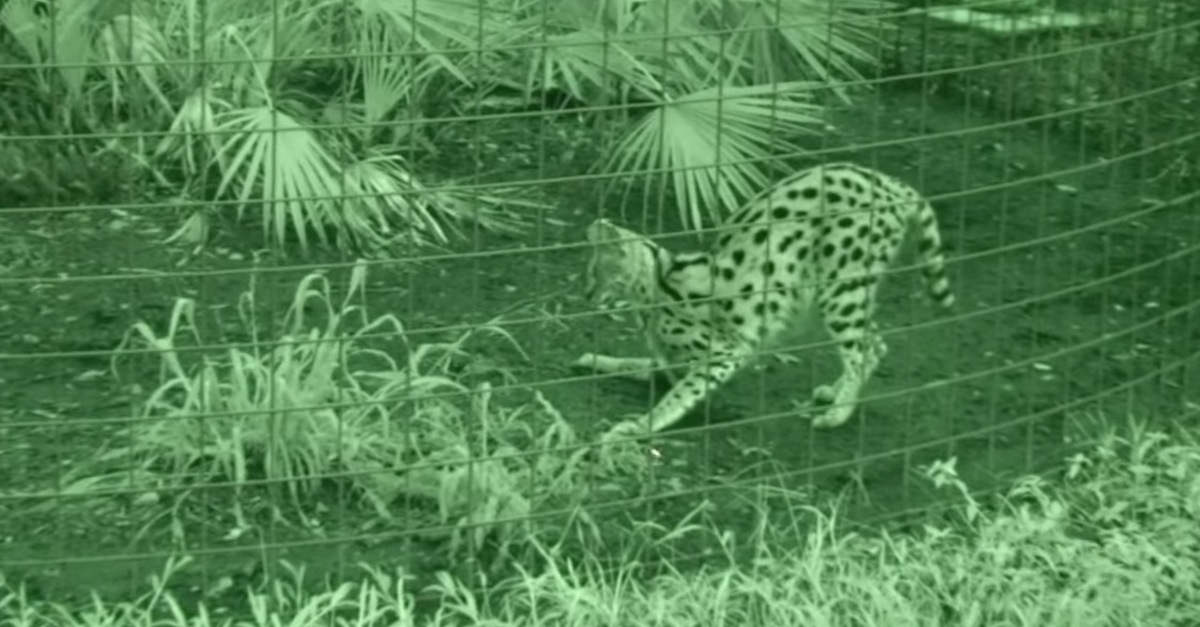 Watch What A Night Vision Camera Catches 2 Massive Wildcats Doing When ...