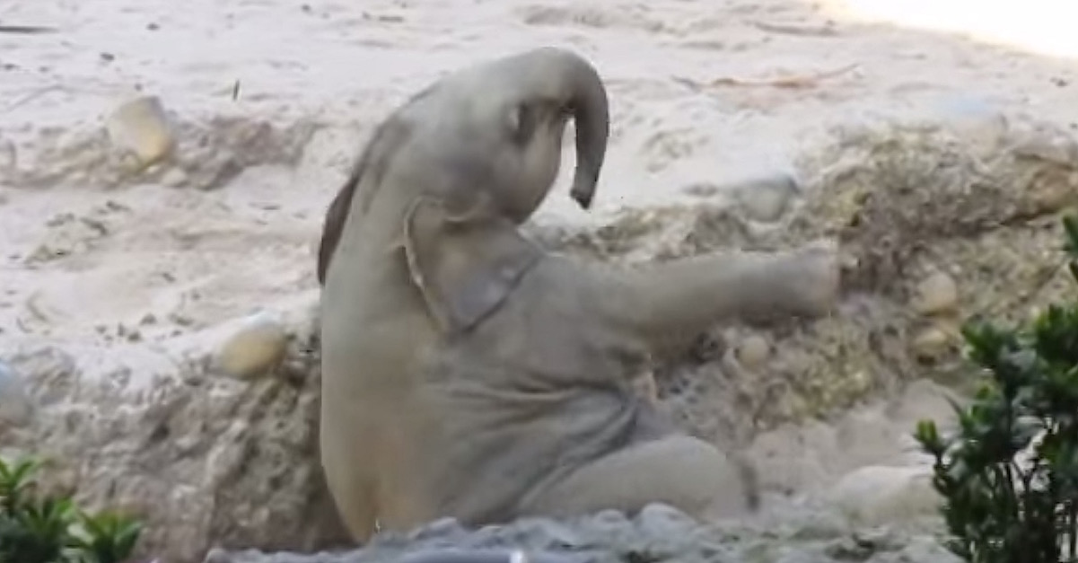 This Baby Elephant Cries Out For Help. Who Comes To The Rescue? AMAZING ...