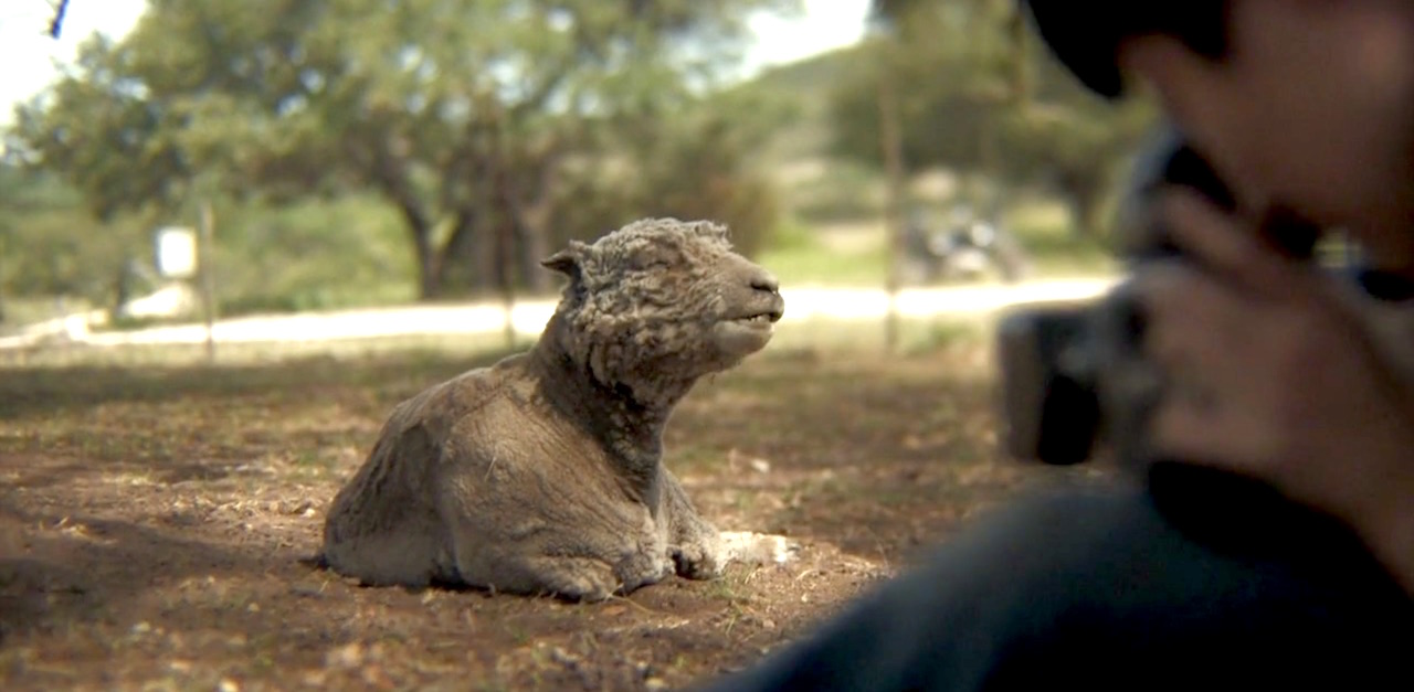 She Snaps A Photo On The Farm, But When The Elderly Lamb Struggles To ...