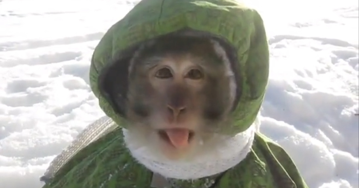 They Dressed This Tiny Monkey In A Snowsuit And Put It In The Snow. The ...