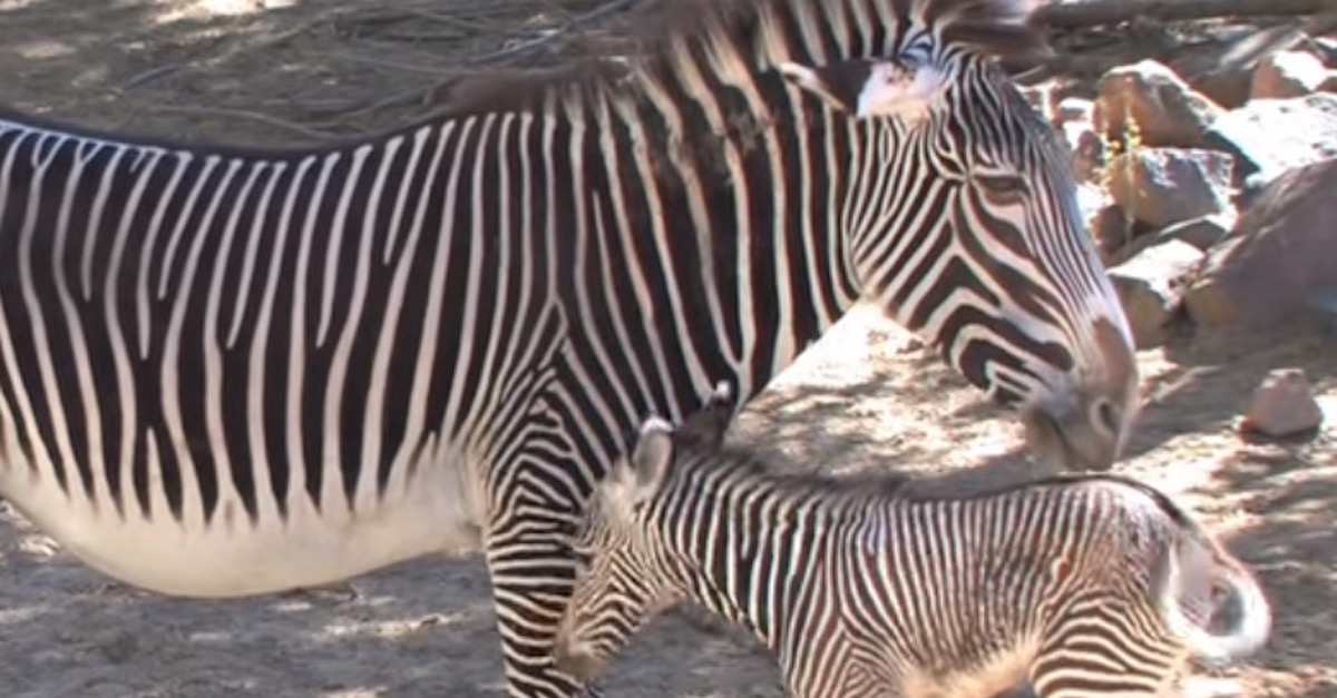 Newborn Baby Zebra Life Cycle
